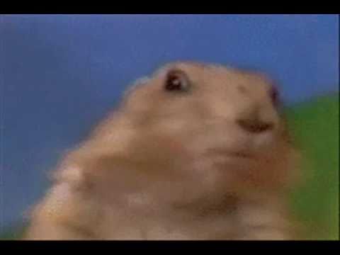 Dramatic Chipmunk - YouTube