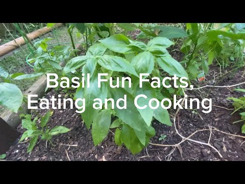 Basil Fun Facts Eating and Cooking #organicgarden #zone8b #farmtotable ...