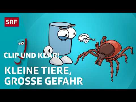 Warum sind Zecken gefährlich? | SRF Kids – Clip und klar! | Für Kinder erklärt