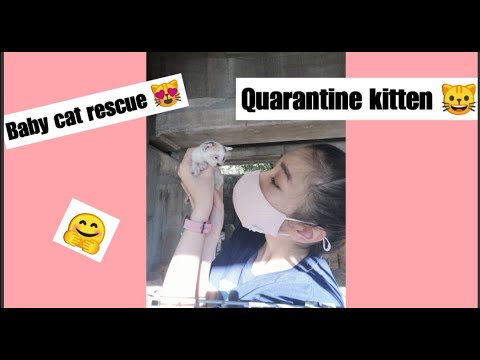 Saving a kitten during Quarantine - YouTube