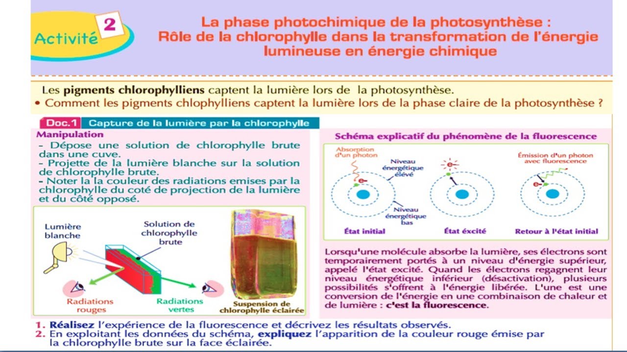 La phase photochimique de la photosynthèse rôle de la chlorophylle (شرح ...