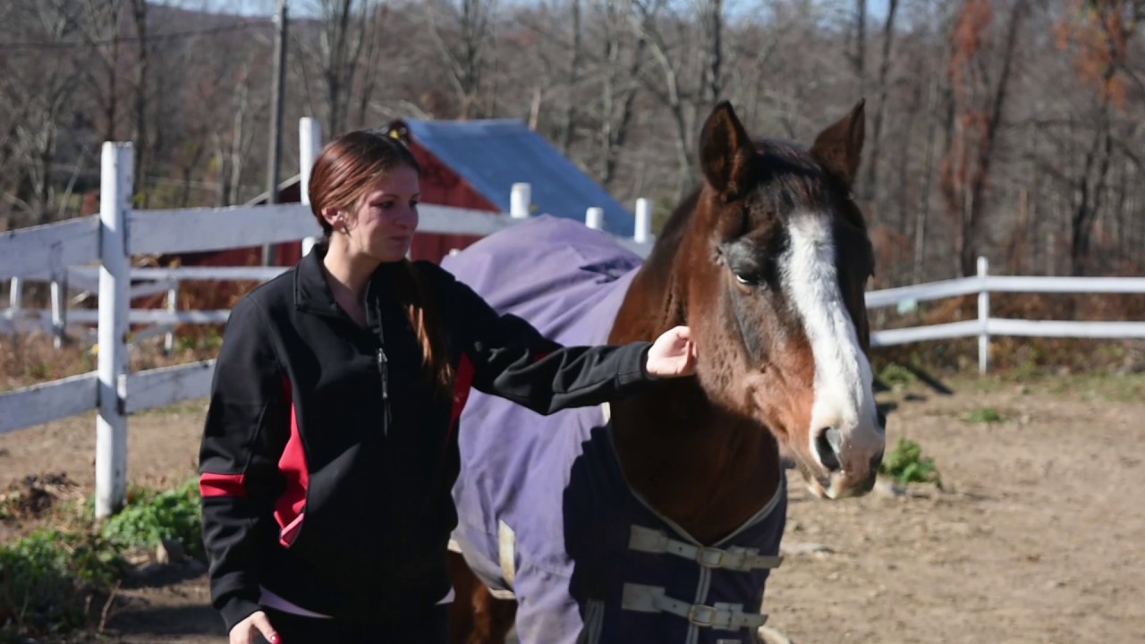 Tara Farm Rescue: A Mission of Animal Mercy - YouTube