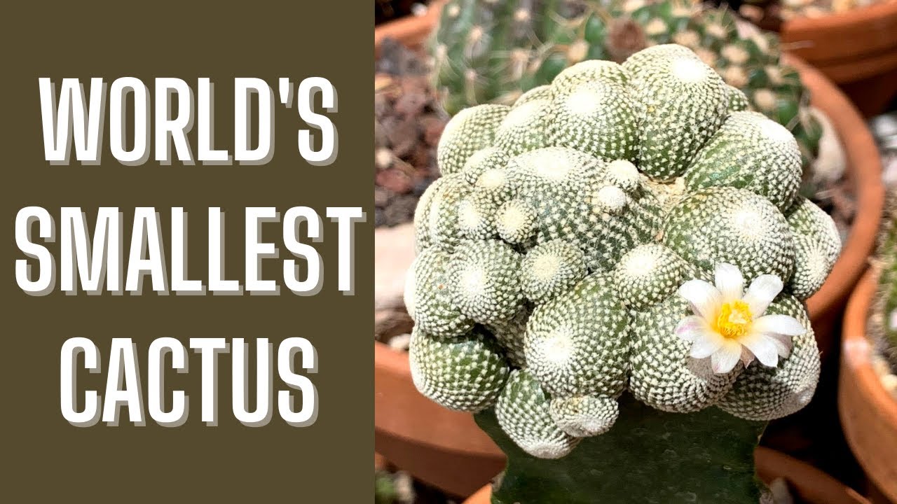 The World's Smallest Cactus | Blossfeldia liliputana - YouTube