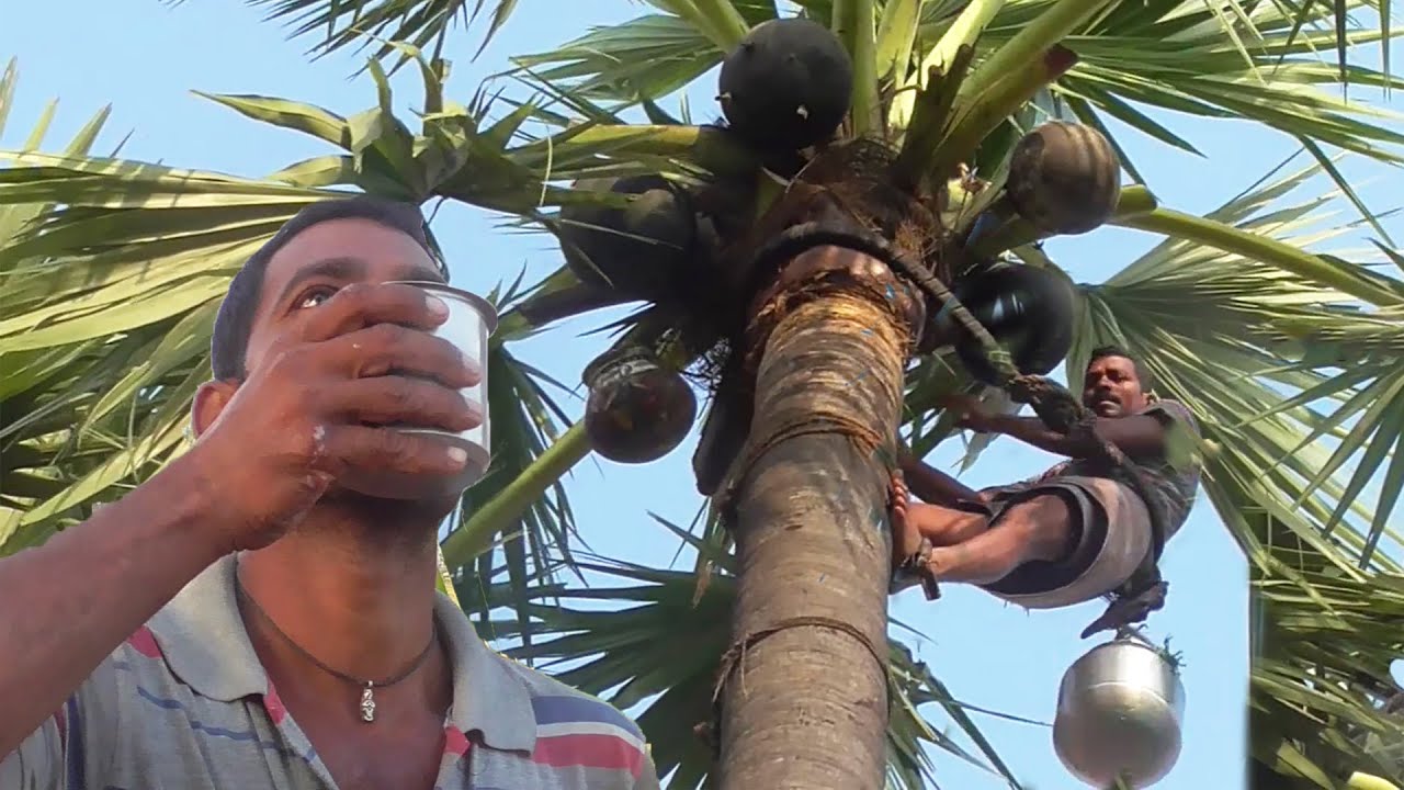 Fresh Toddy Wine Collection Videos | How to Collect Taadi Kallu from ...