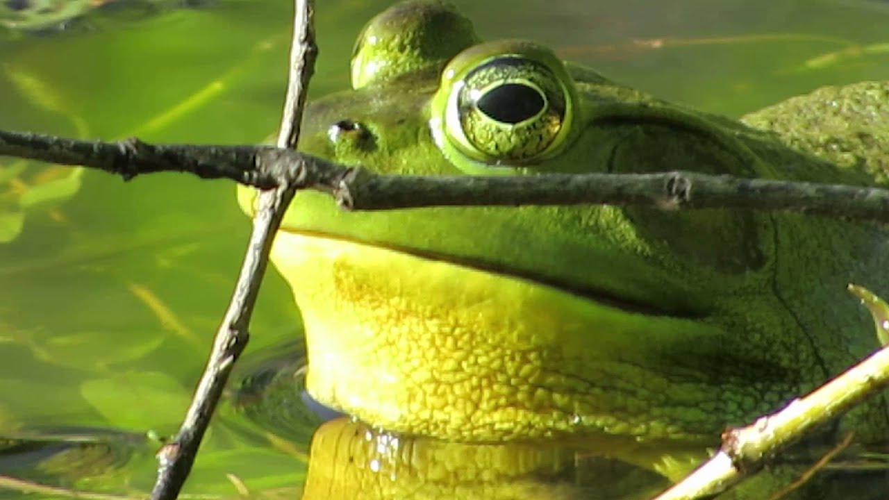 20140525 083 BIG Bullfrog At Blacks Nook Plus Croaking - YouTube