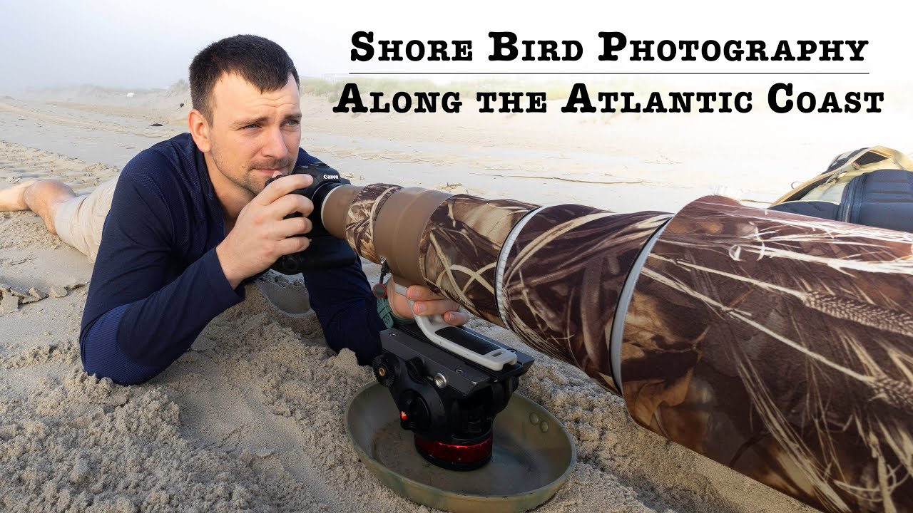 Shore Bird Photography Along the New Jersey Coastline | Homemade Ground ...
