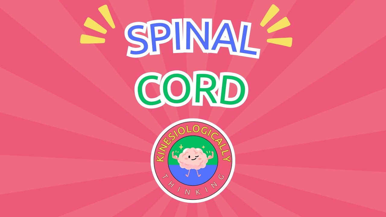 The Spinal Cord & Formation of a Spinal Nerve ~ Kinesiologically ...