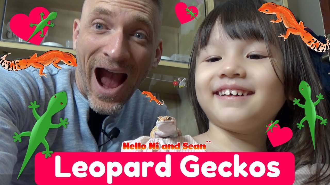 Papa Sean & Ni learn about Leopard Geckos | Cùng Papa Sean và Ni tìm ...