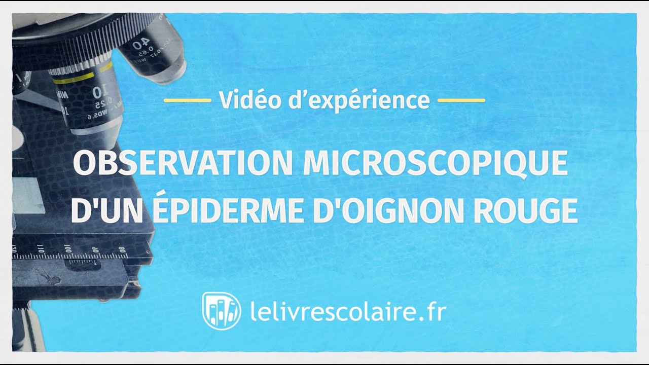 Vidéo d'expérience : Observation microscopique d'un épiderme d'oignon ...