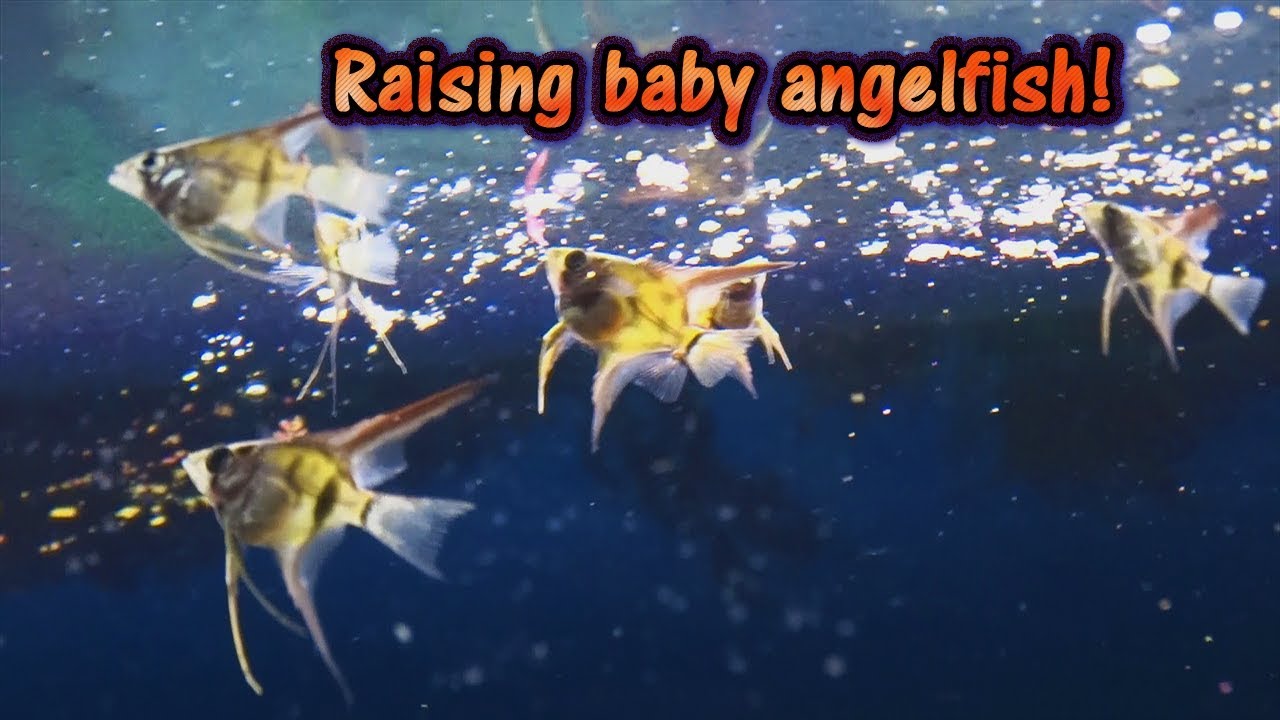 Raising baby fish and hatching fish eggs artificially! - YouTube