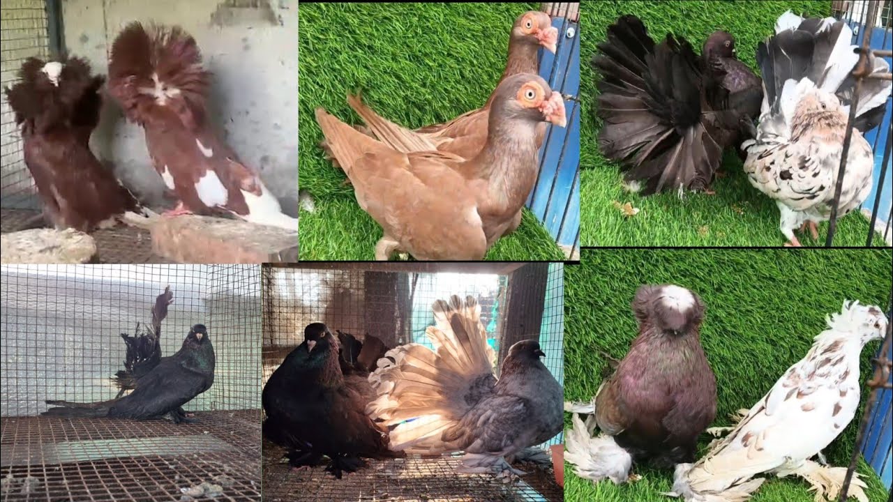 FANCY PIGEON DEWAS [ AMERICAN FANTAIL [ BUKHARA [ BELGIUM TAIL MARK [ JACOBIN [ MUKHI [ BARB ...