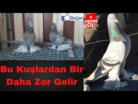 Kendi Kuşlarımız ve Kısaslı serisi Bu Kuşlardan Bir Daha Zor Gelir (Part 2) !!Mehmet OLCAR #oyunkuşu