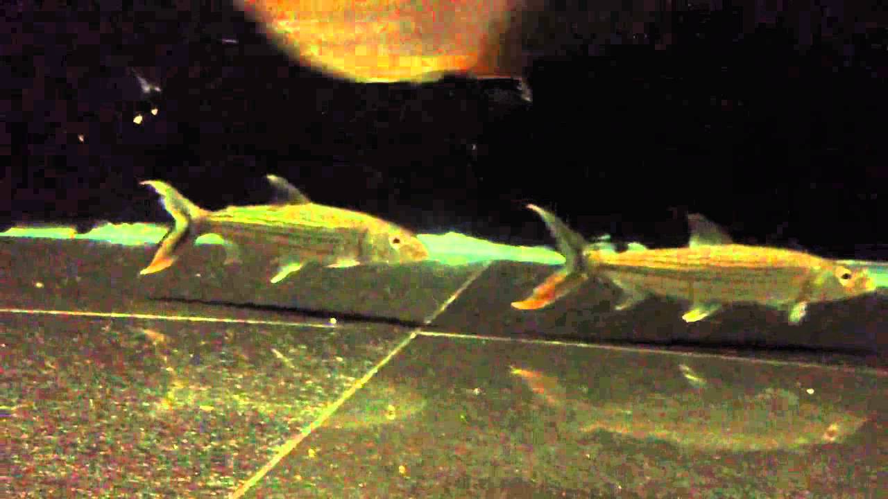 Vittatus tiger fish 12-25-12 - YouTube