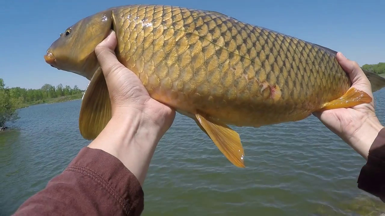 Big Carp Hunts II & III Nab Double Digit Fatty (ft Hawkeye Bassin ...