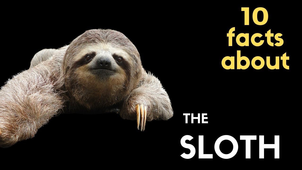 "Top 10 Surprising Sloth Facts That Will Blow Your Mind!" - YouTube
