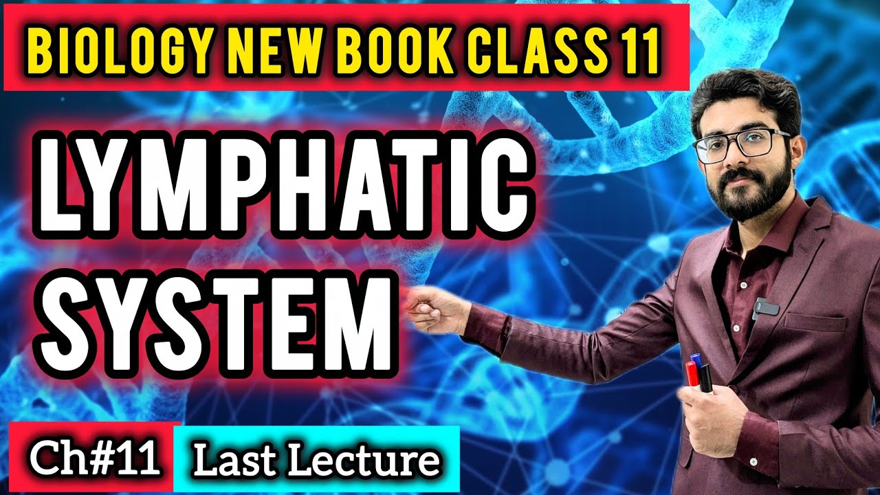 Lymphatic System class 11 | Lymphatic vessels, Lymph, Nodes & Lymphoid ...