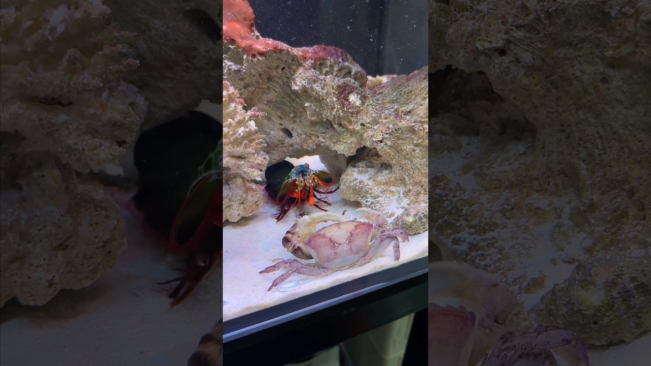 Mantis shrimp fighting a crab with Powerful Punch👊 - YouTube