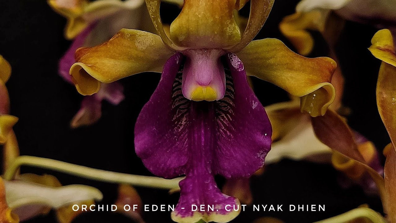 Dendrobium Cut Nyal Dhien bunga trah mewah - YouTube