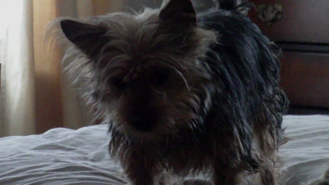 Little Dog Growling - YouTube