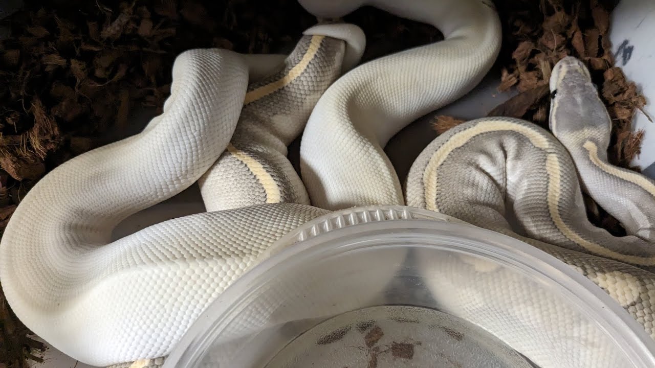 Big Updates: Breeding Projects, Expo and More - YouTube