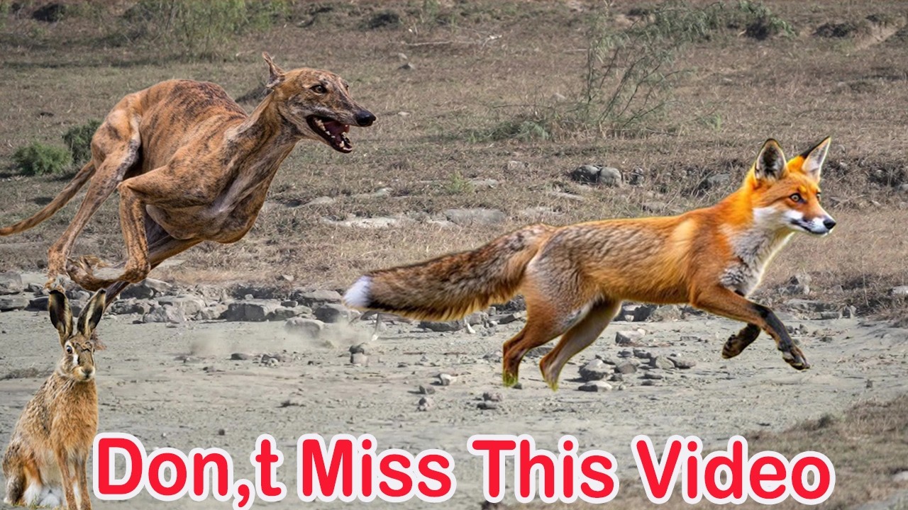 Hare Hunting With Hunting Dogs 2024 | Rabbit Hunting 2024 | Greyhound ...