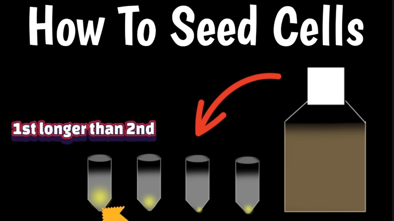 How To Seed Cells Correctly | Sedimentation In Cell Seeding Protocol ...