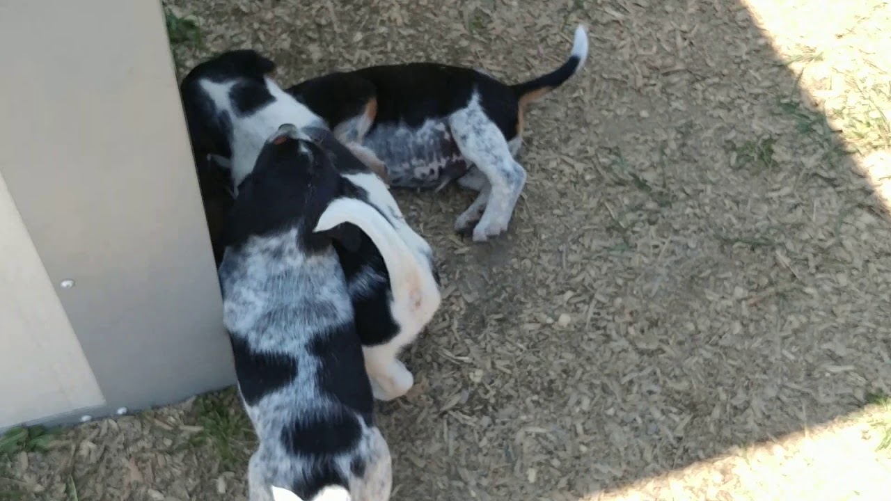 Swarmed by 7.5 week old BEAGLE PUPPIES!! - YouTube