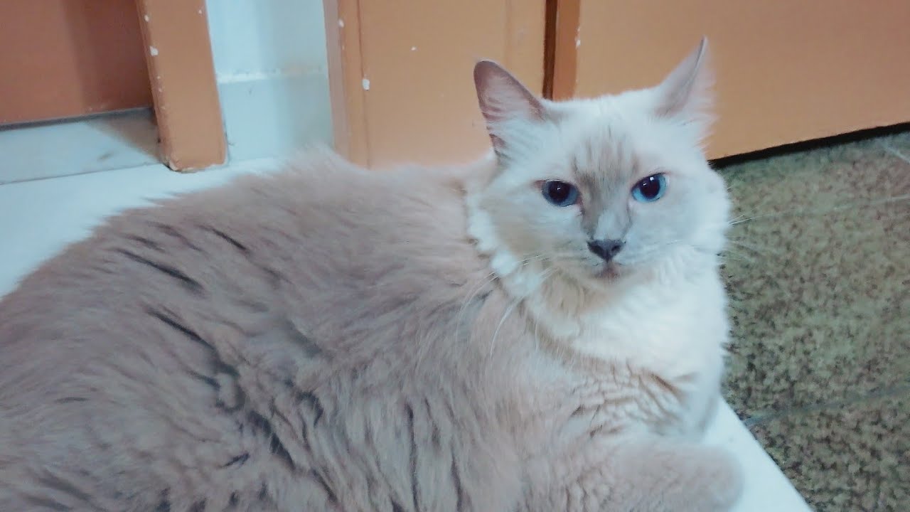 Sextouuu! É carnaval.. 👎😹 Tarde das gatas Paola e Teresa 😻🐈 Tchau fevereiro 😁 - YouTube