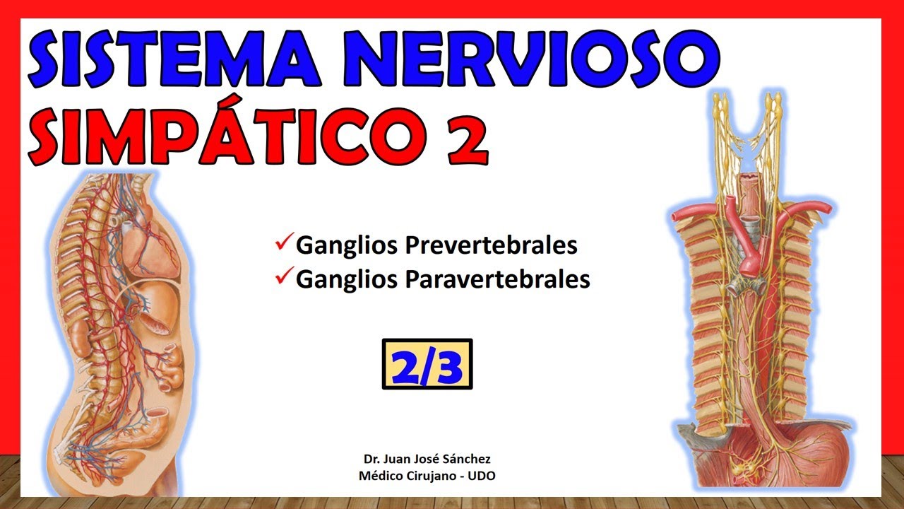 🥇 SISTEMA NERVIOSO SIMPÁTICO 2/3 - Ganglios Paravertebrales y ...