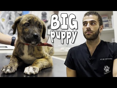 SEVİMLİ YAVRUNUN İLK AŞISI! 🥰 ( Kangal ve Cane Corso Melezi Yavru Köpek! )