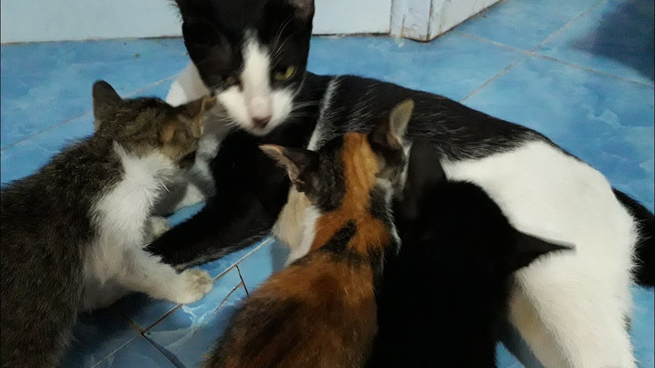 Induk kucing menyusui anaknya - YouTube