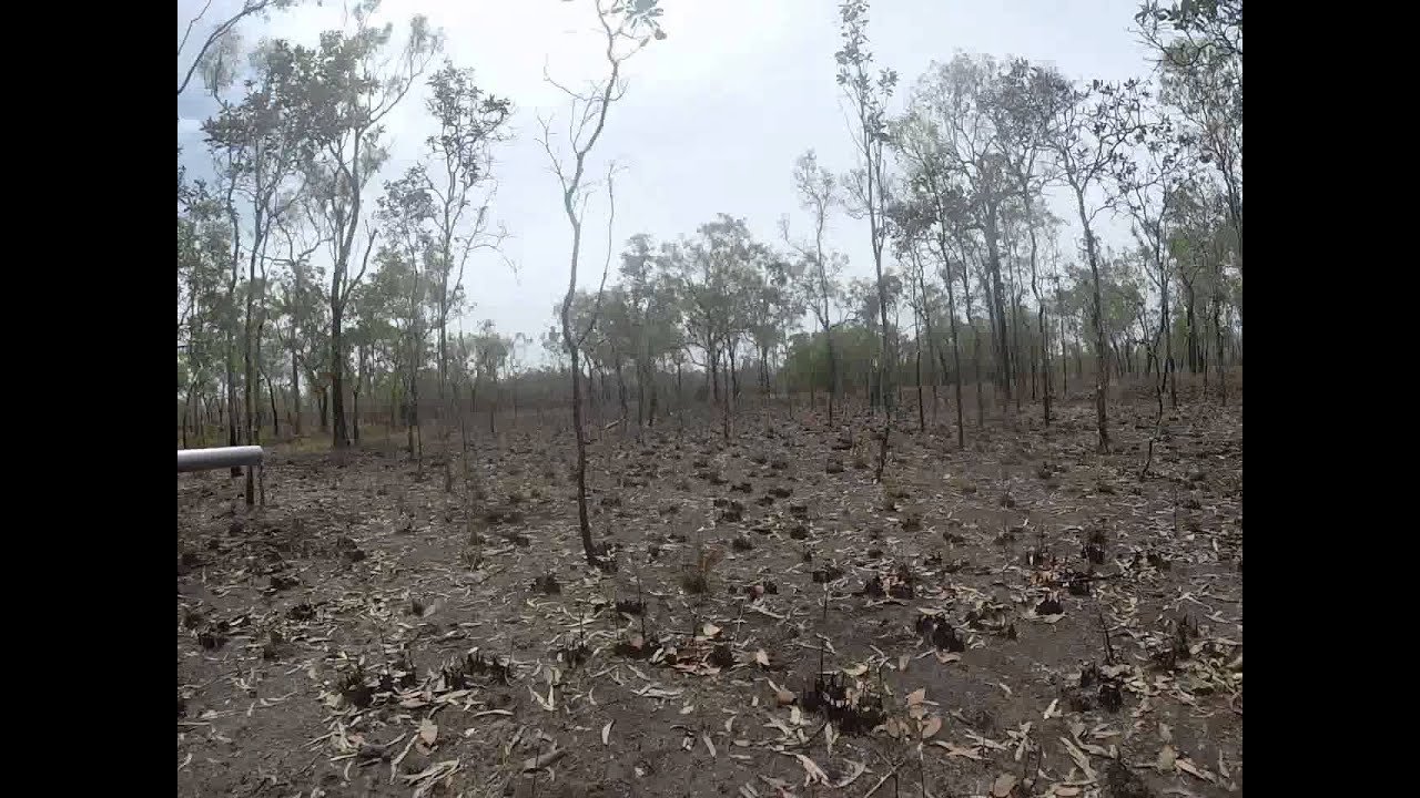 Pig Versus Quad Bike - YouTube