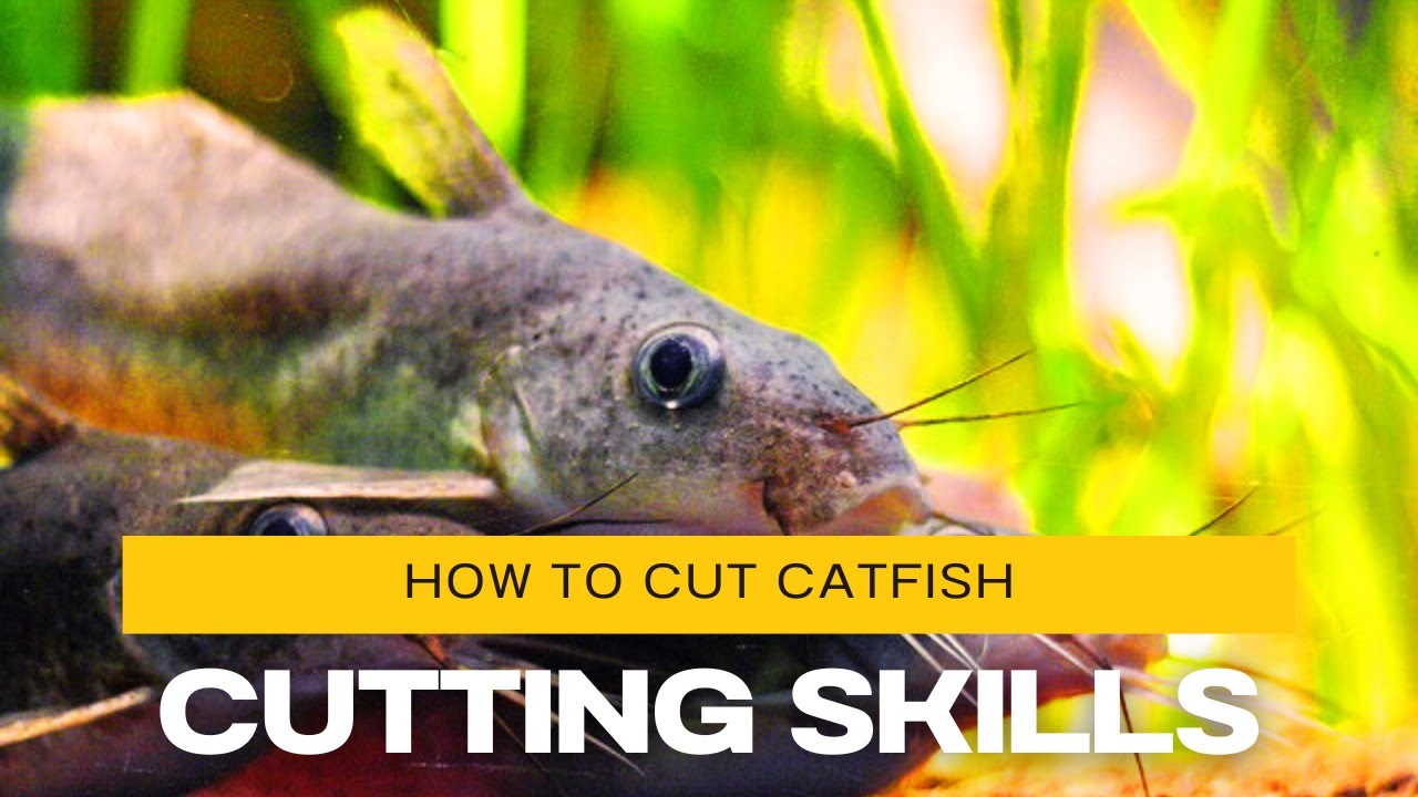 Catfish Cutting Skill at Fish Market I Siem Reap, Cambodia I - YouTube