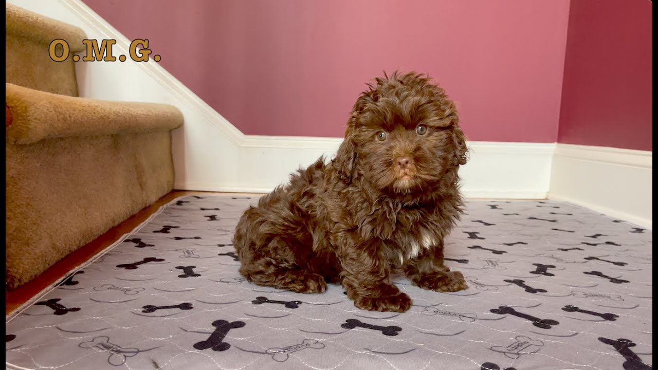 Exotic Shih Poo Male Chocolate! So Rare Ready Now 4sale Marietta,GA ...