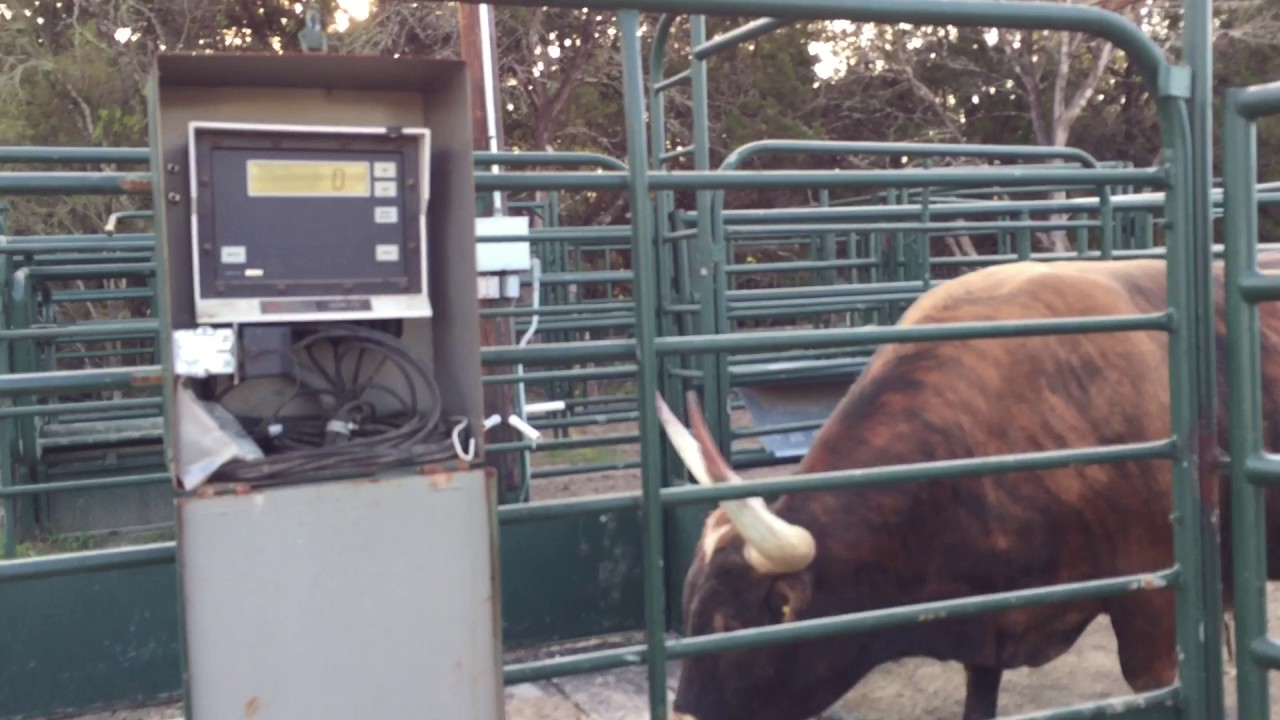 Struthoff Ranch's 2,005LB brindle Longhorn bull SR Super Bowie - YouTube