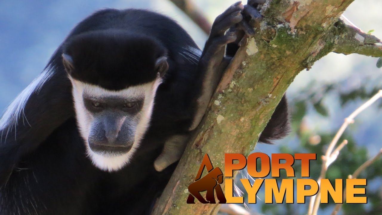 Port Lympne Wild Animal Park, Kent England - YouTube