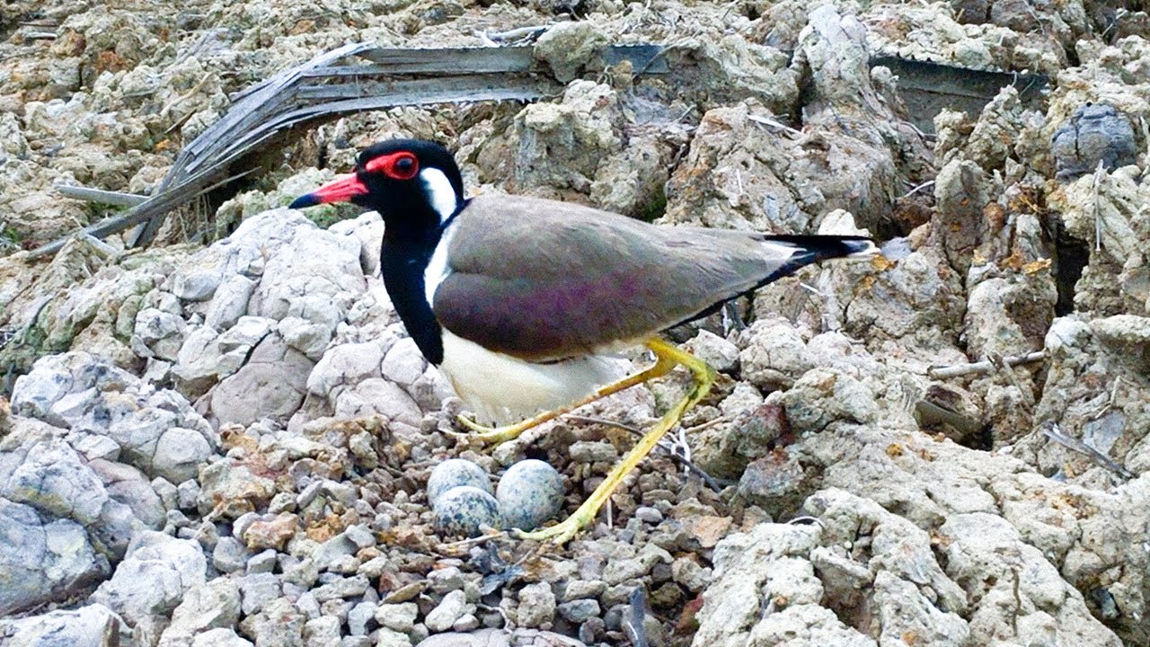 Lapwing Bird Playfully Tossing Rocks While Guarding Eggs – Bird's Nest ...