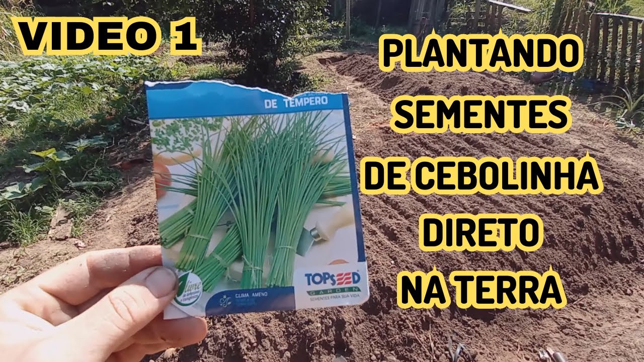 Como plantar cebolinha pela semente - YouTube
