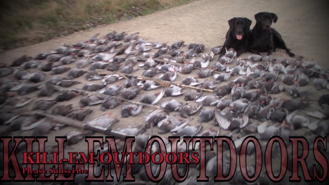 EPIC Pigeon Hunt Part 2 - YouTube