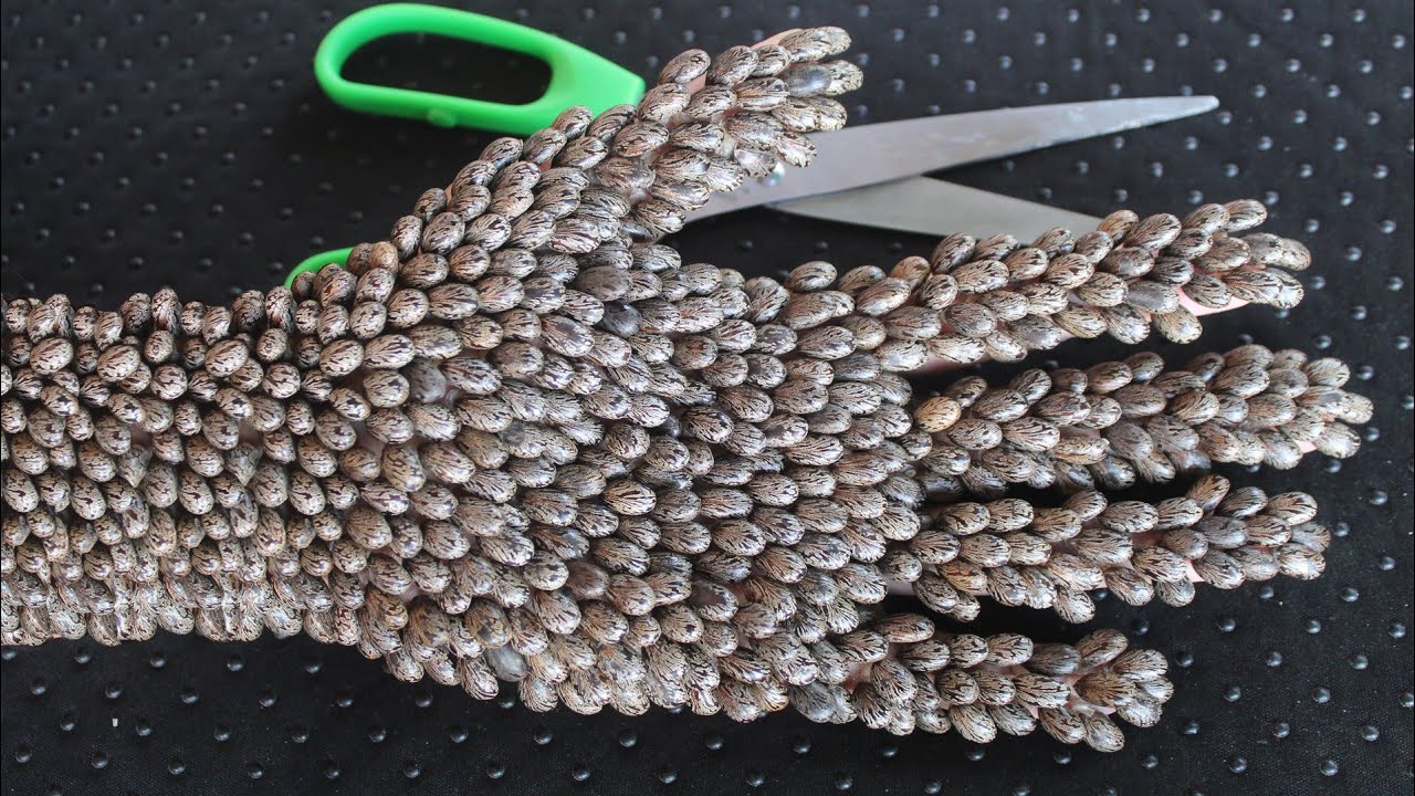 We Help Remove Big Ticks On Palm Man With Scissors That Worked 100% ...