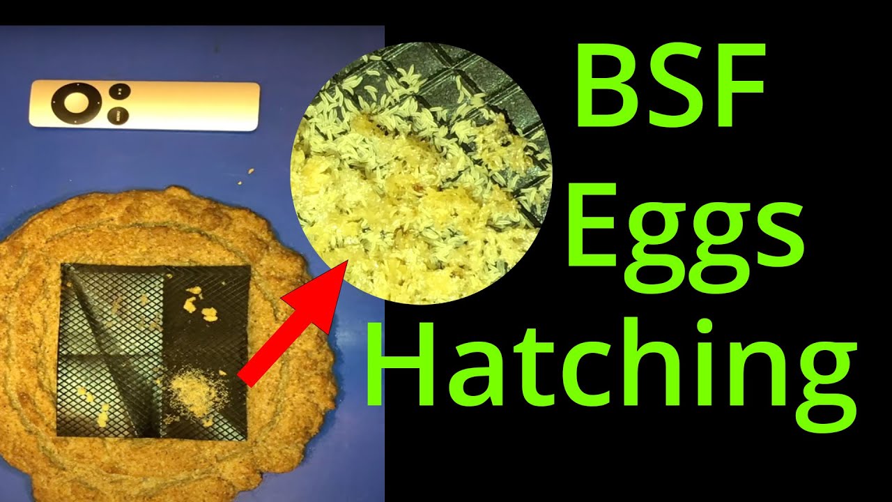 BSF Eggs Hatching Stages - YouTube