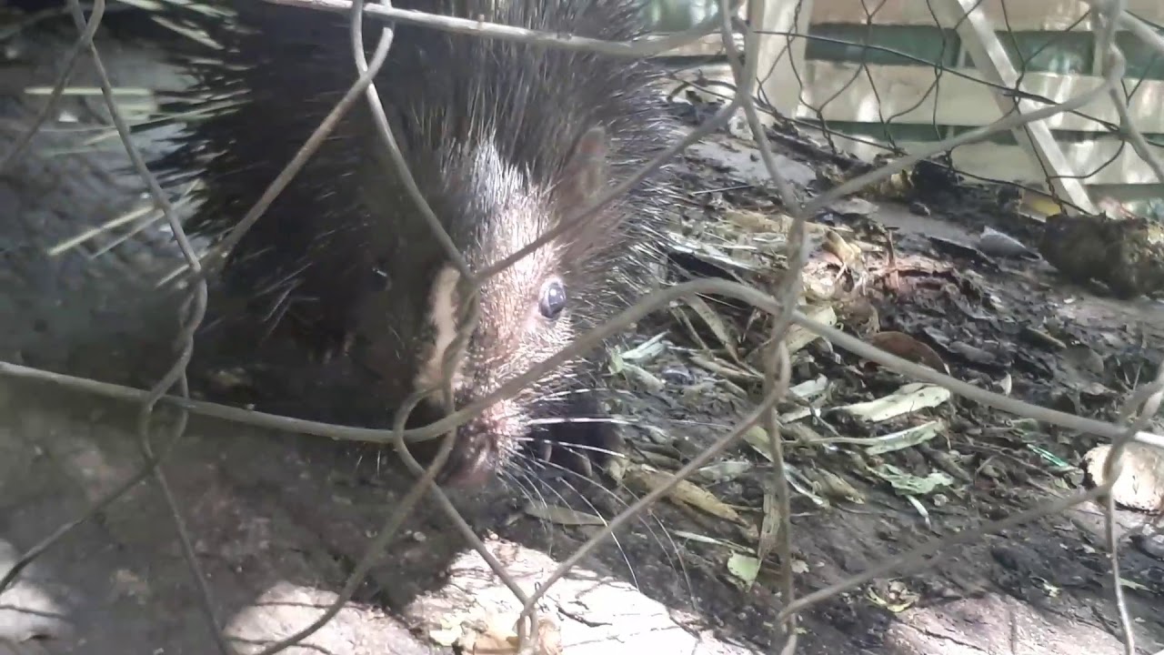 This is a predator The animals are already living in the forest and ...