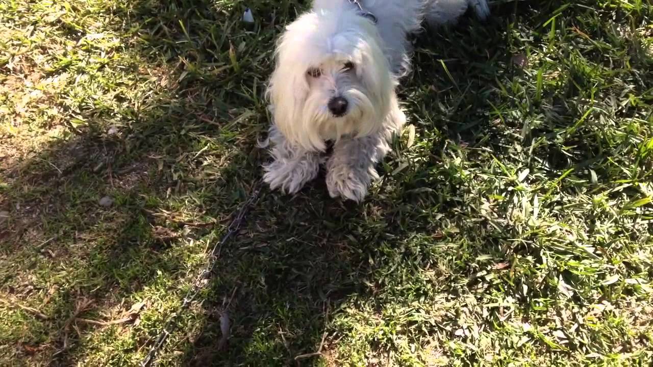 EXPLODING DOG. - YouTube