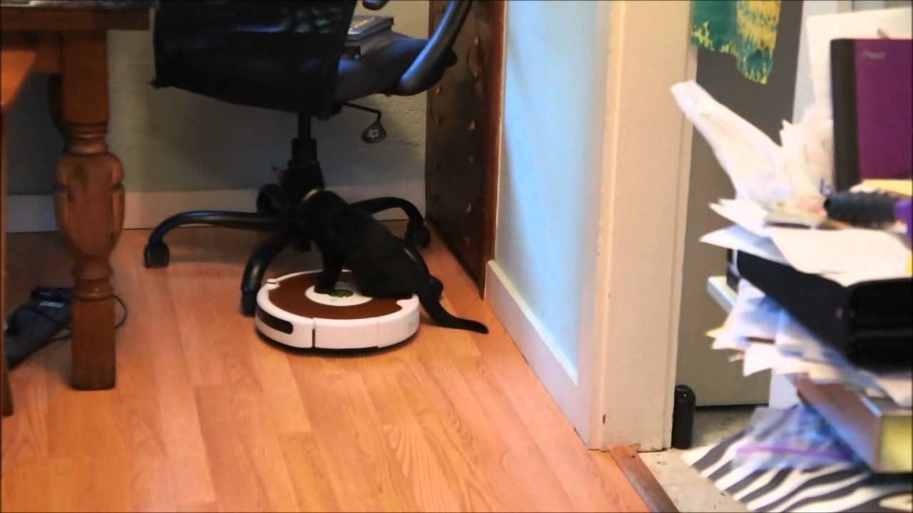 Ichibi's Wild Ride - Kitten riding Roomba - YouTube