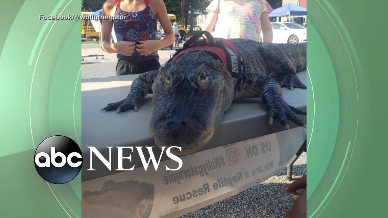 Emotional support alligator - YouTube