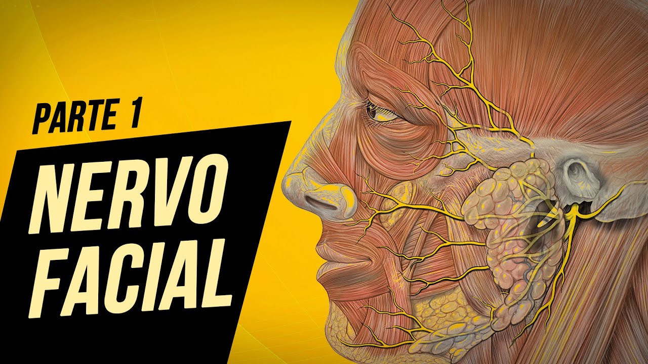 Anatomia Do Nervo Facial Neuropatia Facial E Trigeminal: O Que Preciso