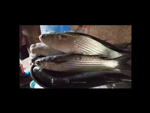 PAANO MANG-HUNTING NG BANAK O MULLET FISH SA MABISANG PARAAN GAMIT ANG ...