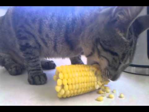Cat eating corn - YouTube