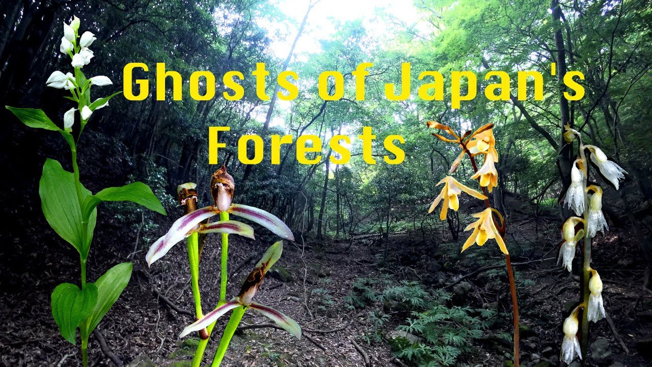 Ghosts of Japan's Forests, Ghost Forests of Japan - YouTube