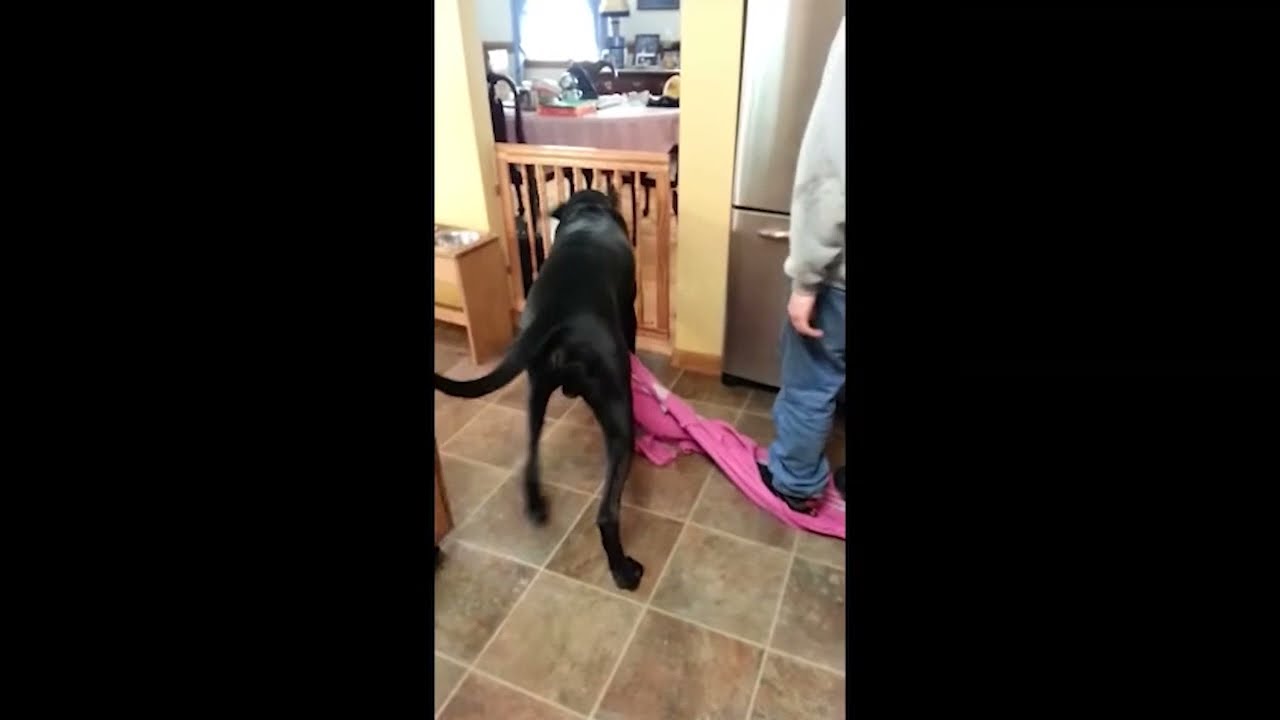 Dog Pulls Towel Out From Owners Feet YouTube dog-pulls-towel-out-from-owners-feet-youtube